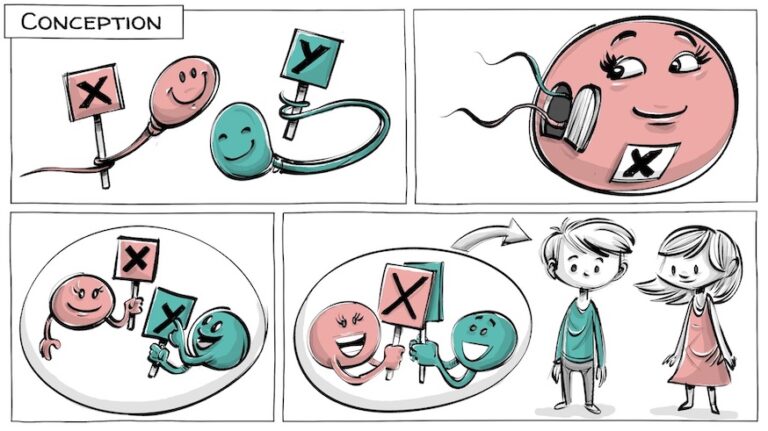 Sex Differences - Sprouts - Learning Videos - Social Sciences
